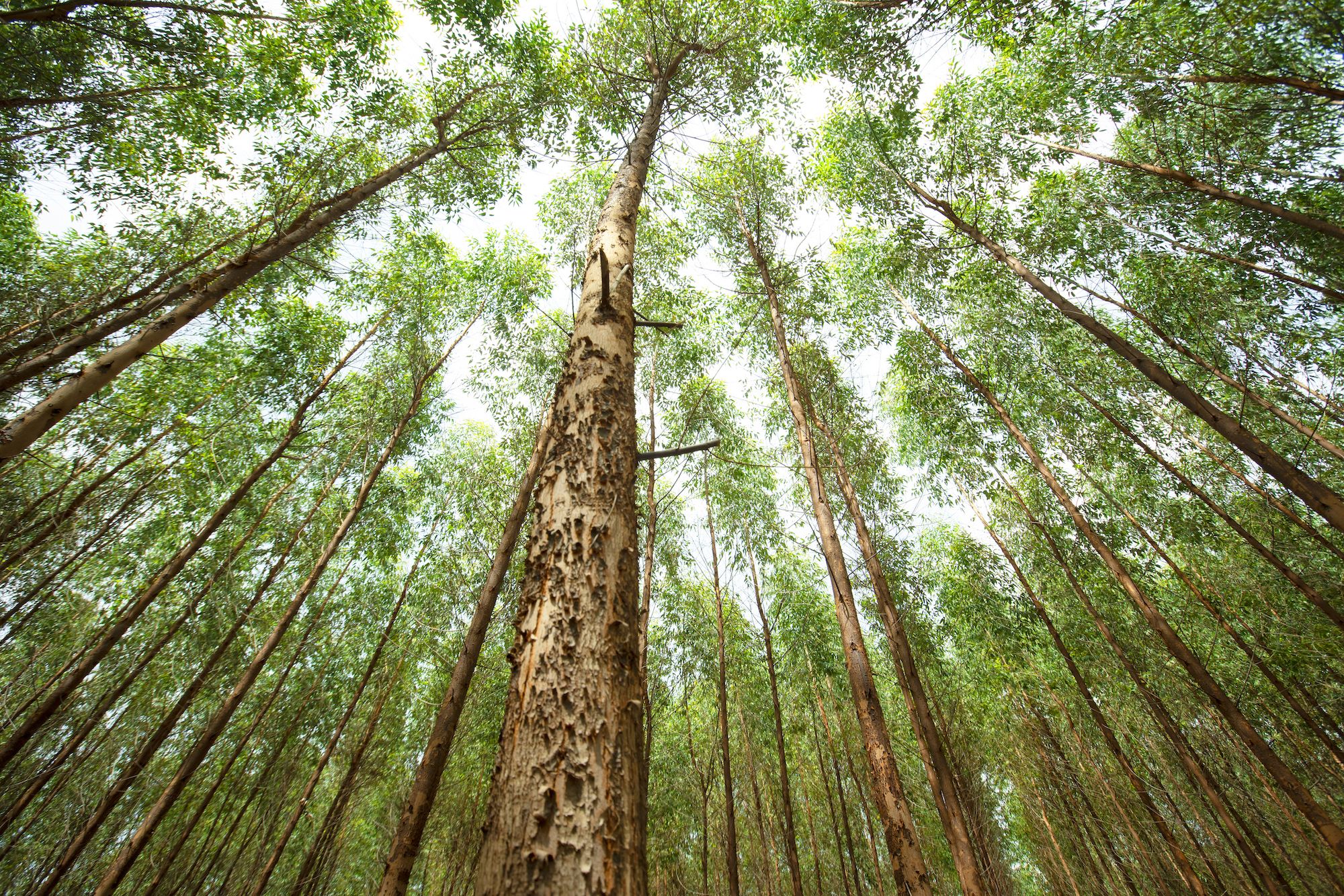 Embracing the Timeless Beauty of Natural Materials